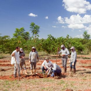 One Tree Planted - For every order we plant a new tree - Woodberry