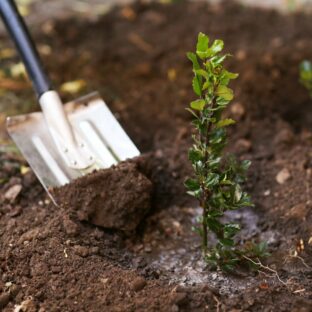 One Tree Planted - For every order we plant a new tree - Woodberry