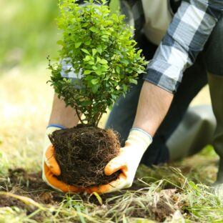 One Tree Planted - For every order we plant a new tree - Woodberry