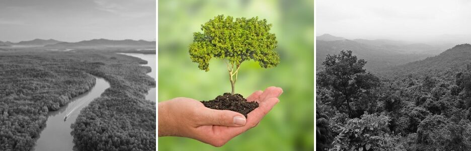 One Tree Planted - For every order we plant a new tree - Woodberry